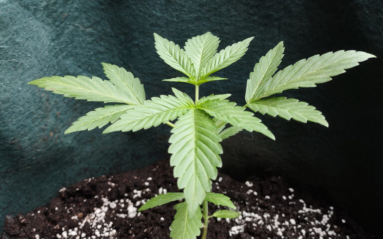 Culture du cannabis en intérieur : le guide du débutant - Hash CBD ...